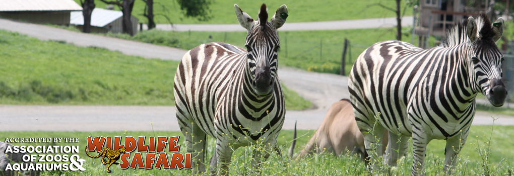 Exploring Roseburg Oregon: Wildlife Safari Drive Through Tour